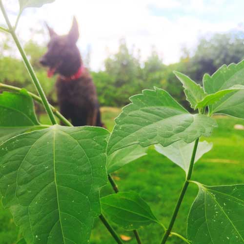 DEVIL WEED (Chromolaena odorata) – CONSERVATION DOGS OF HAWAII