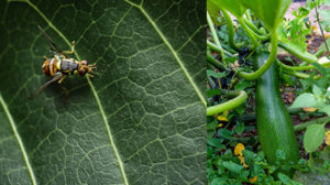 MELON FLY (Bactrocera Cucurbitae) – CONSERVATION DOGS OF HAWAII
