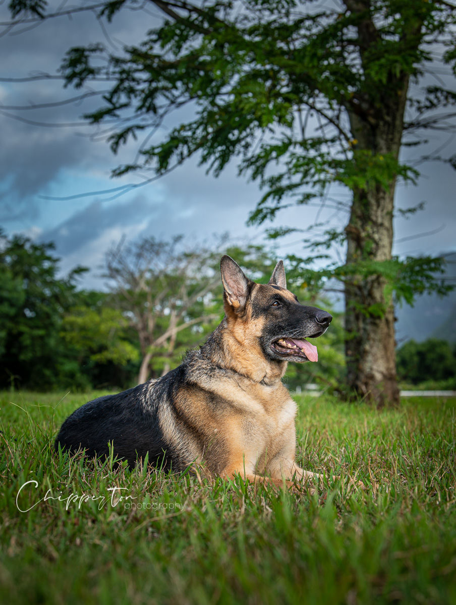 FALL 2020 PET PHOTOGRAPHY CAMPAIGN – CONSERVATION DOGS OF HAWAII