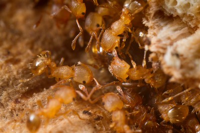 LITTLE FIRE ANT (Wasmannia auropunctata) – CONSERVATION DOGS OF HAWAII